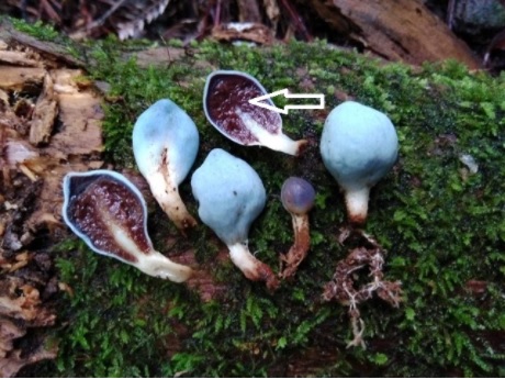 Psychedelic mushrooms 101 - Know Your Stuff NZ